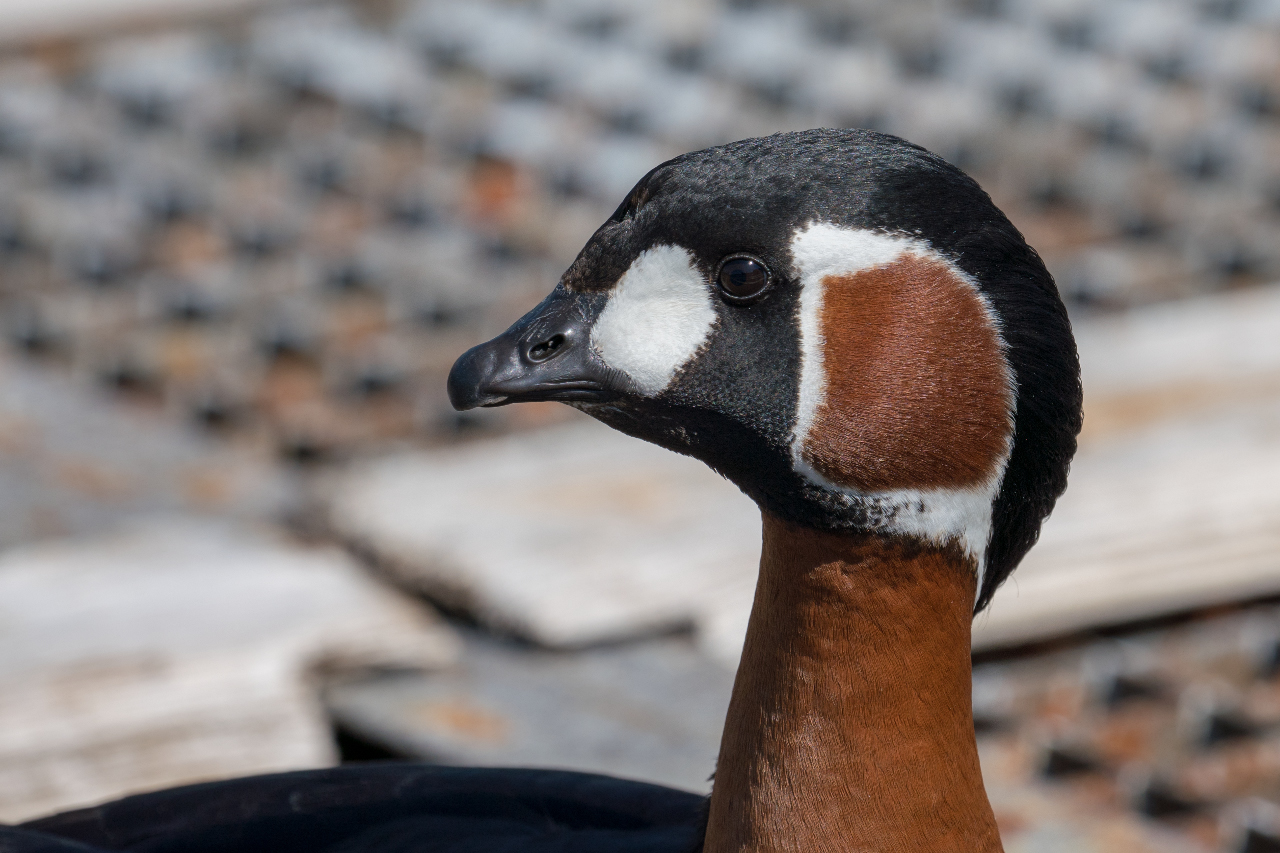 LA BERNACHE À COU ROUX – www.becsetailes.ch