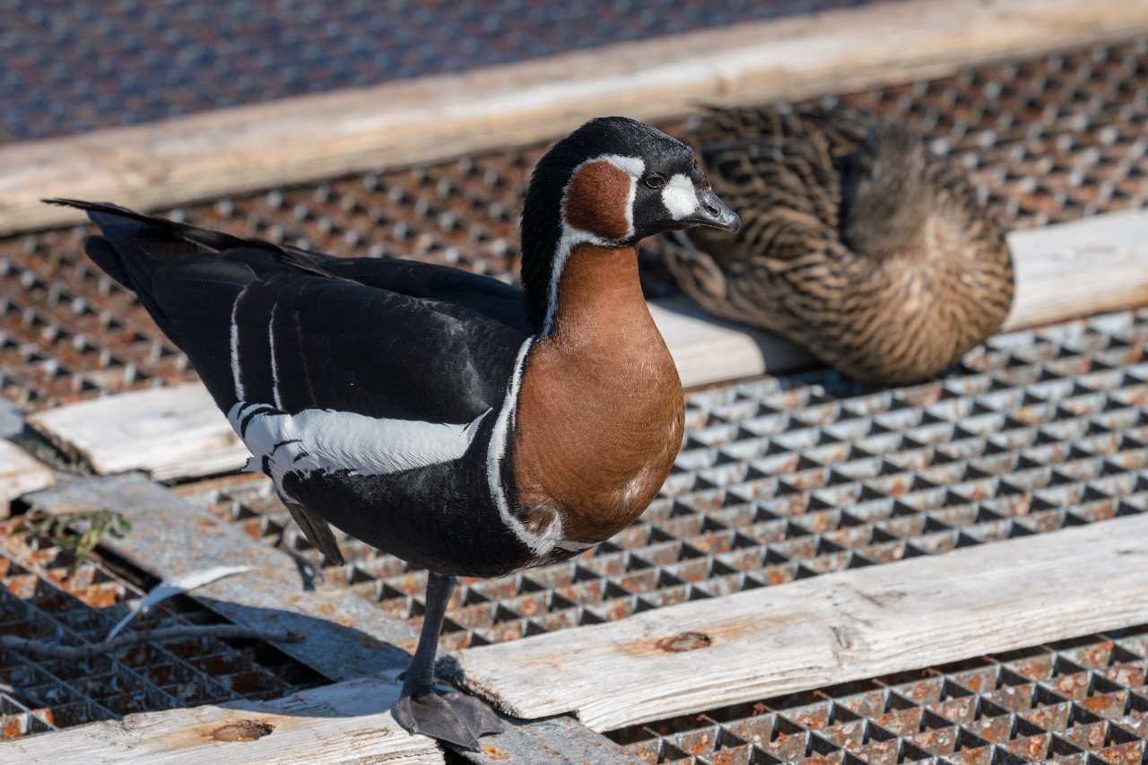 LA BERNACHE À COU ROUX – www.becsetailes.ch