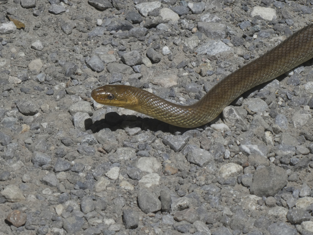 LA COULEUVRE D’ESCULAPE – www.becsetailes.ch